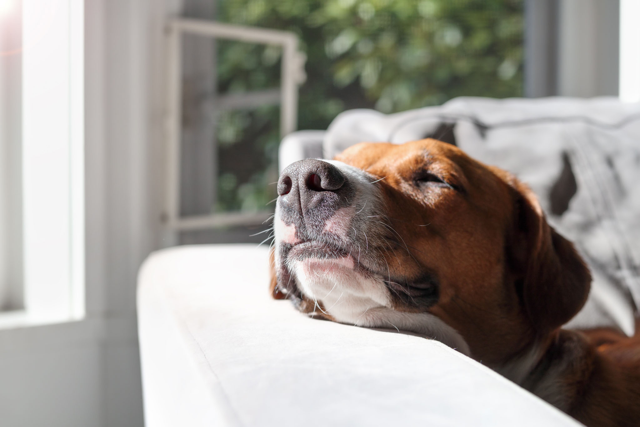 Animal Hospital, Dog Boarding | Vet Near Me | Garner, NC